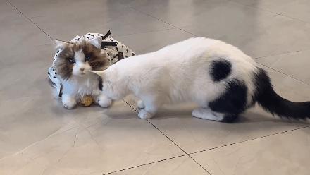 大象机器人：超萌metaCat米塔猫，硬科技也可以柔软治愈 - 知乎