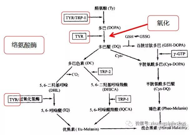 哪些成分与传明酸是最佳拍档? 知乎