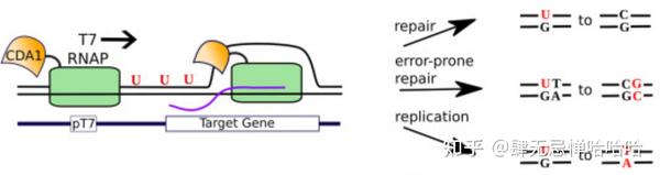 基于T7 RNA聚合酶和脱氨酶的体内靶向诱变方法介绍 - 知乎