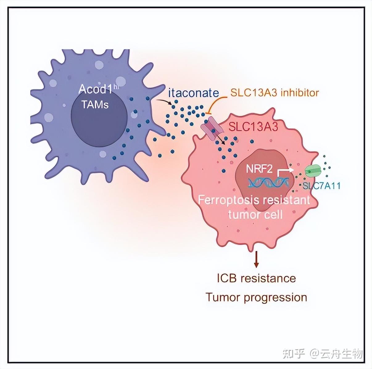 Cancer Cell | 密歇根大学邹伟平团队发现SLC13A3赋予肿瘤细胞铁死亡抗性并削弱肿瘤免疫治疗疗效 - 知乎