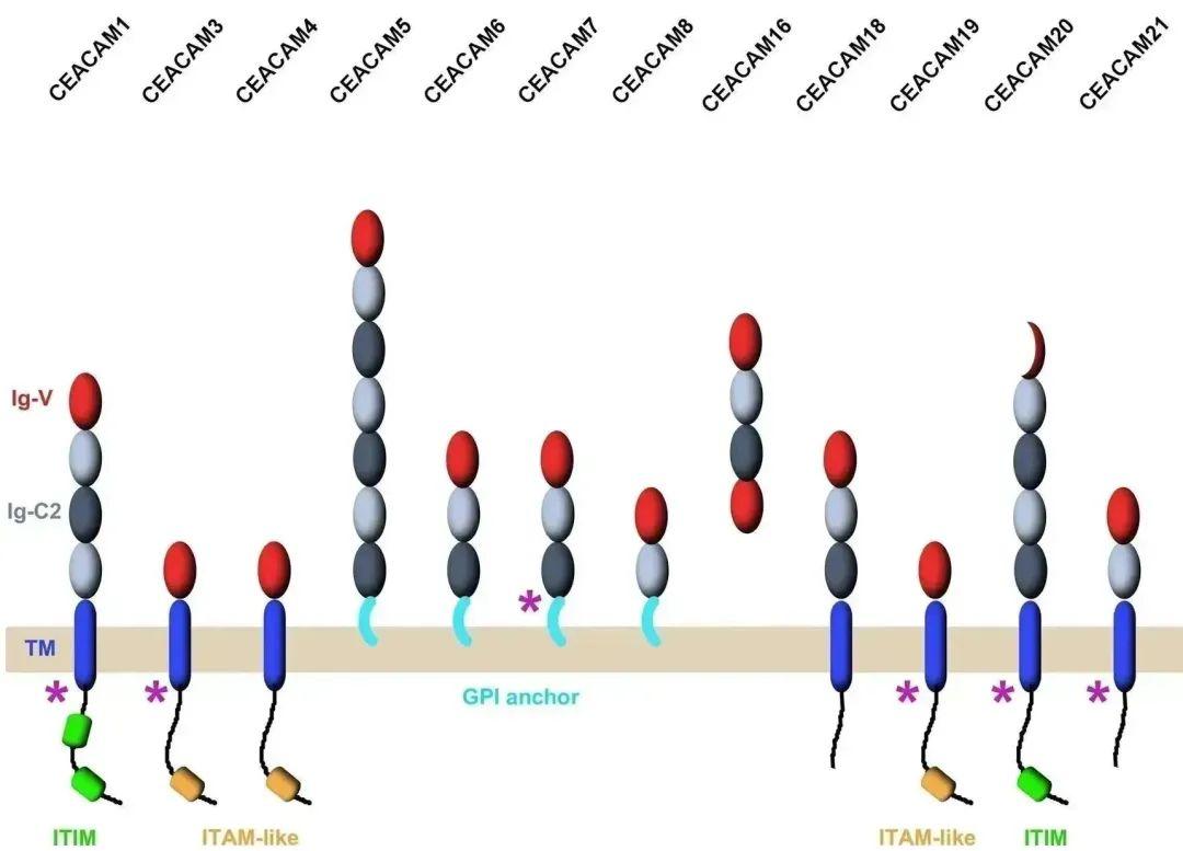癌胚抗原细胞粘附分子：CEACAM - 知乎