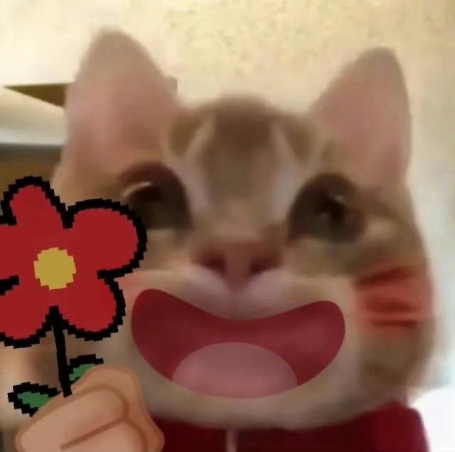 表情包：歪嘴笑猫咪表情包 - 知乎