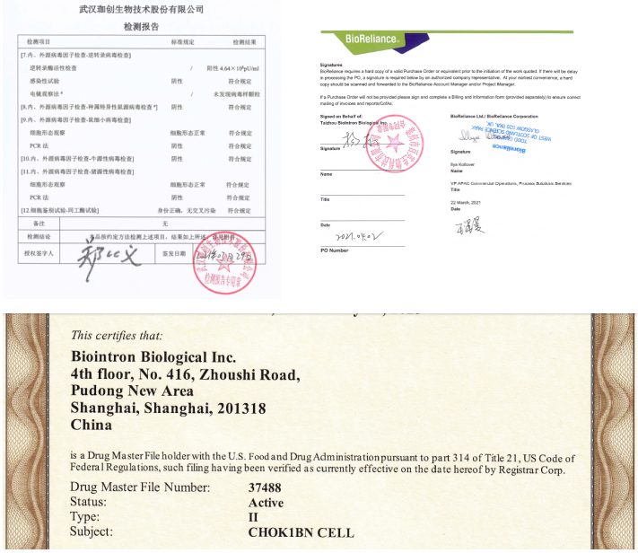 CHO-K1BN细胞株助力抗体药物开发 - 知乎