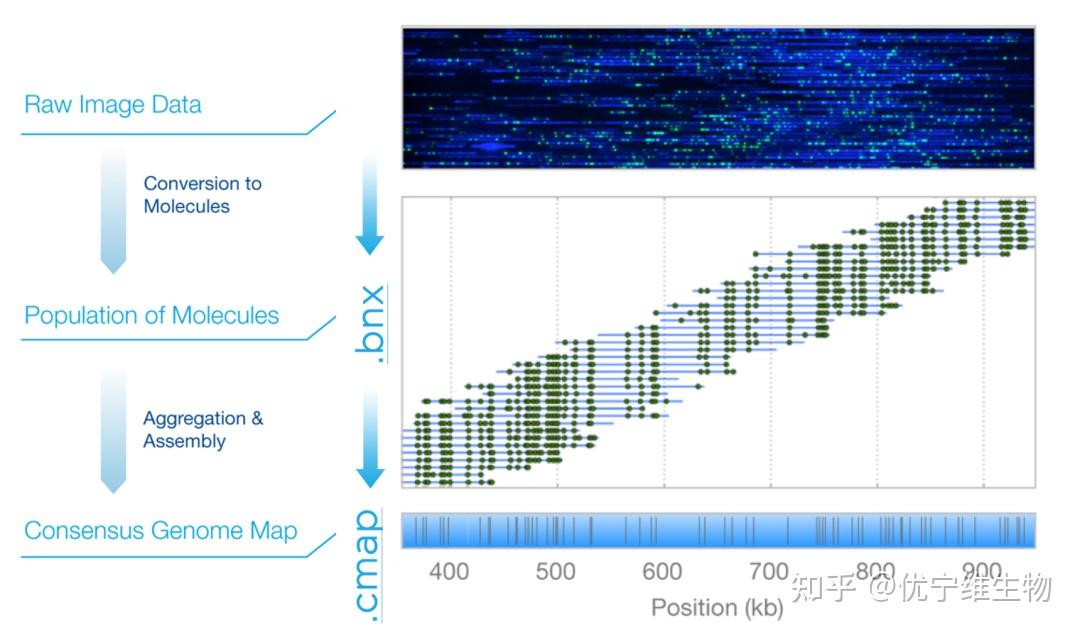 在细胞治疗的质量控制中， Bionano全基因组光学图谱技术（OGM）与测序强强联手！ - 知乎