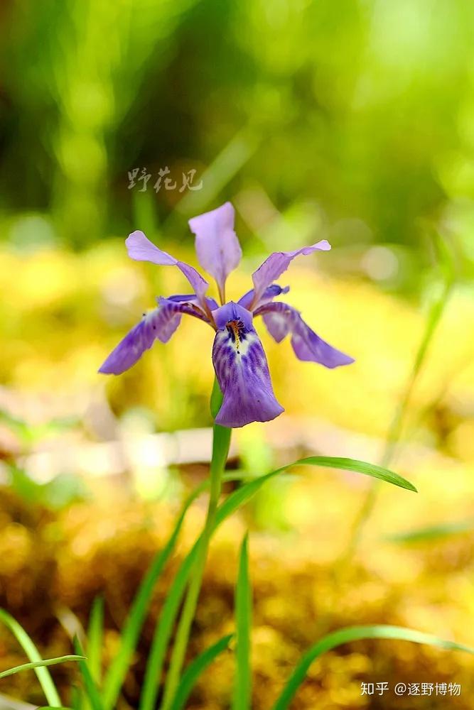 高山上的彩虹女神——鸢尾属Iris - 知乎