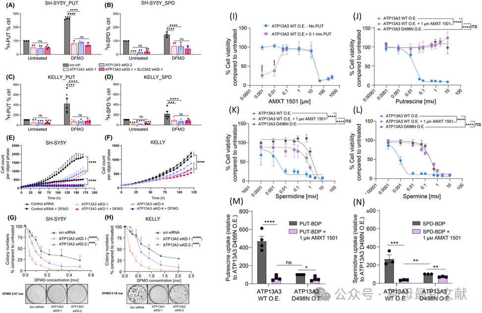 DFMO竟然会诱导神经母细胞瘤细胞增加多胺摄取│ATP13A3介导神经母细胞瘤DFMO诱导的多胺转运机制：神经母细胞瘤治疗新靶点 - 知乎