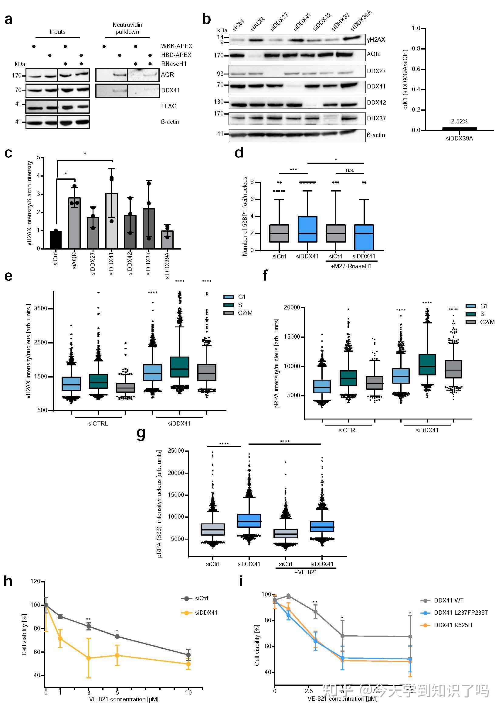 R-loop邻近蛋白质组学鉴定出DDX41在转录相关基因组不稳定性中的作用 - 知乎
