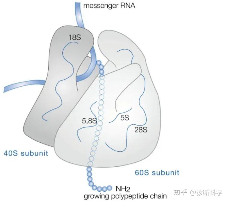 诊断技术｜原核生物和真核生物的RNA - 知乎