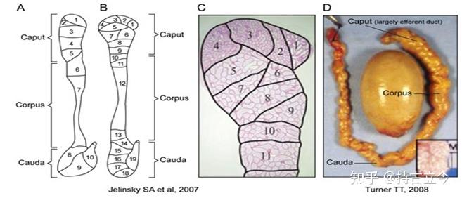 小鼠附睾尾（Cauda）手术取精实验 - 知乎