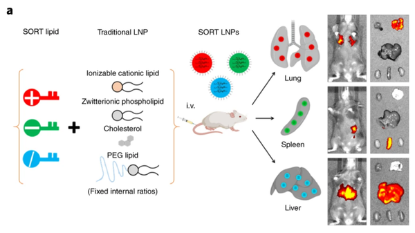 Nat. Nanotechno. | Selective organ targeting (SORT) nanoparticles for ...
