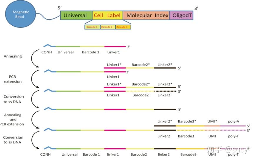 单细胞分离方法与barcode beads设计 - 知乎