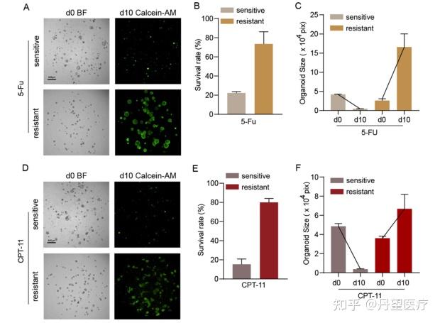 解析CTG法与图像法在类器官药物筛选中的差异 - 知乎