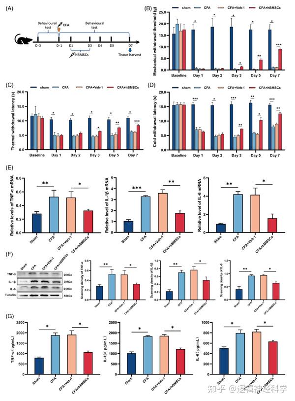 Cell Prolif︱中山大学李响/原冬冬团队合作揭示骨髓间充质干细胞治疗炎性疼痛的作用及机制 - 知乎