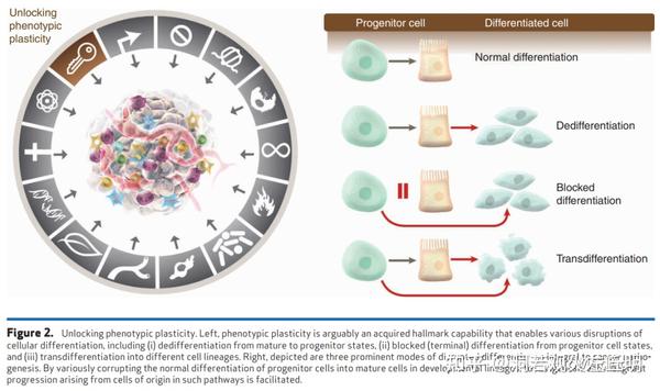 Cancer Discovery发表顶级综述：Hallmarks of Cancer：New Dimensions - 知乎