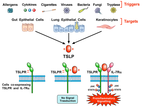 哮喘靶点众多，谁是下一个闪光者？ - 知乎