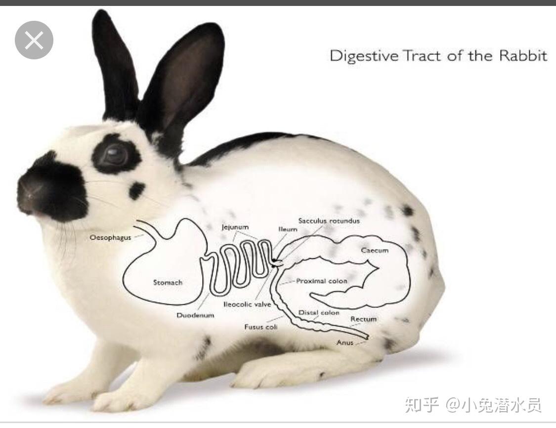 兔兔的便便与健康 - 知乎