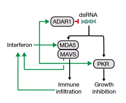 专家评述Nature+Nat Med丨RNA编辑酶ADAR1或可成为癌症免疫治疗新靶点 - 知乎