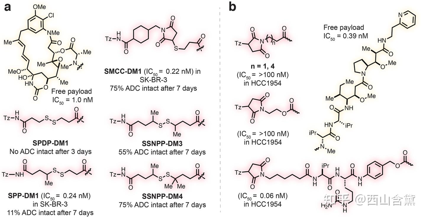 基于Trastuzumab ADC的构效关系总结 - 知乎
