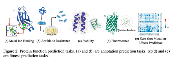 探究蛋白质功能预测水平：Evoformer的表征能力研究 - 知乎