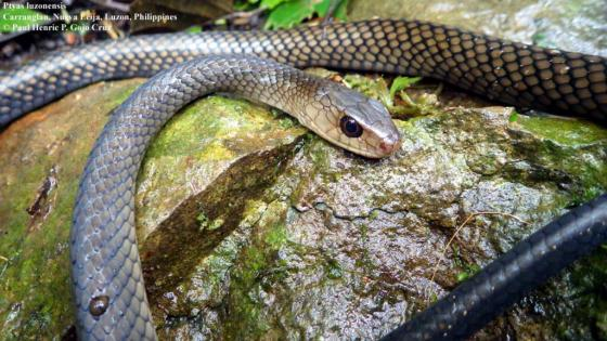 Ptyas 鼠蛇属 - 知乎