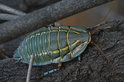 日常生活中常见但不知名的昆虫有哪些？ - 知乎