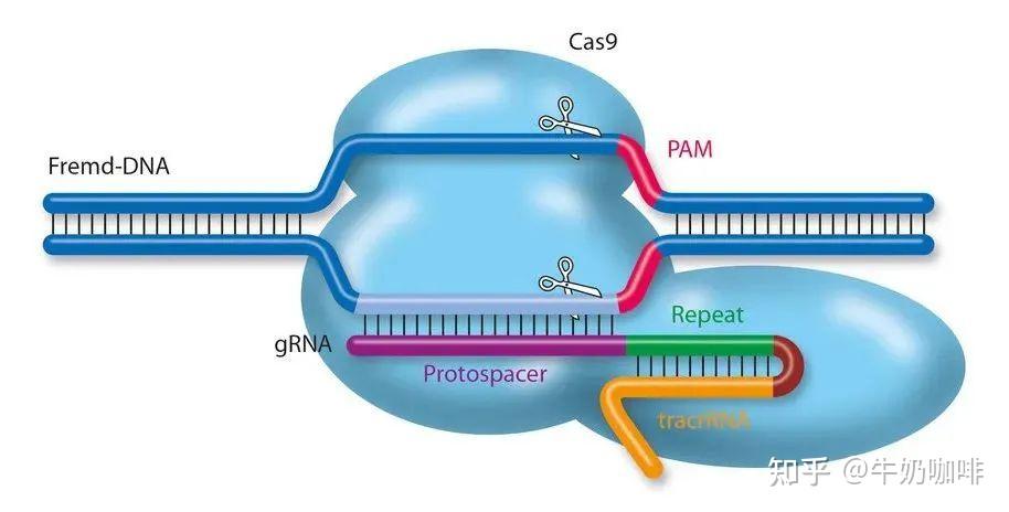 一文总览CRISPR-Cas9基因编辑技术 - 知乎