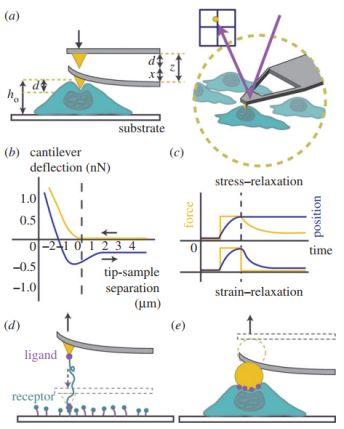 【干货】一文解读AFM原子力显微镜（基础介绍和应用实例） - 知乎
