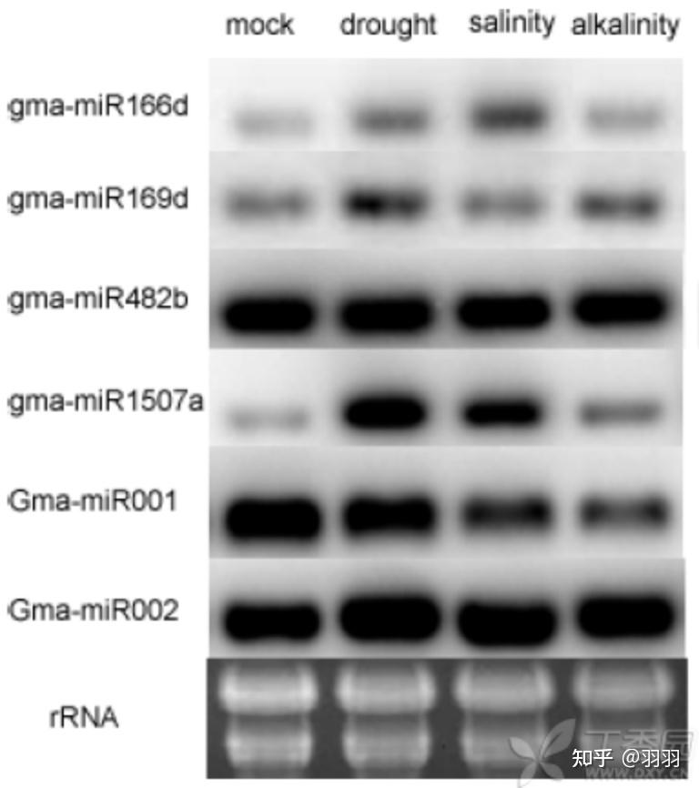 miRNA Northern Blot实验技术应用 - 知乎