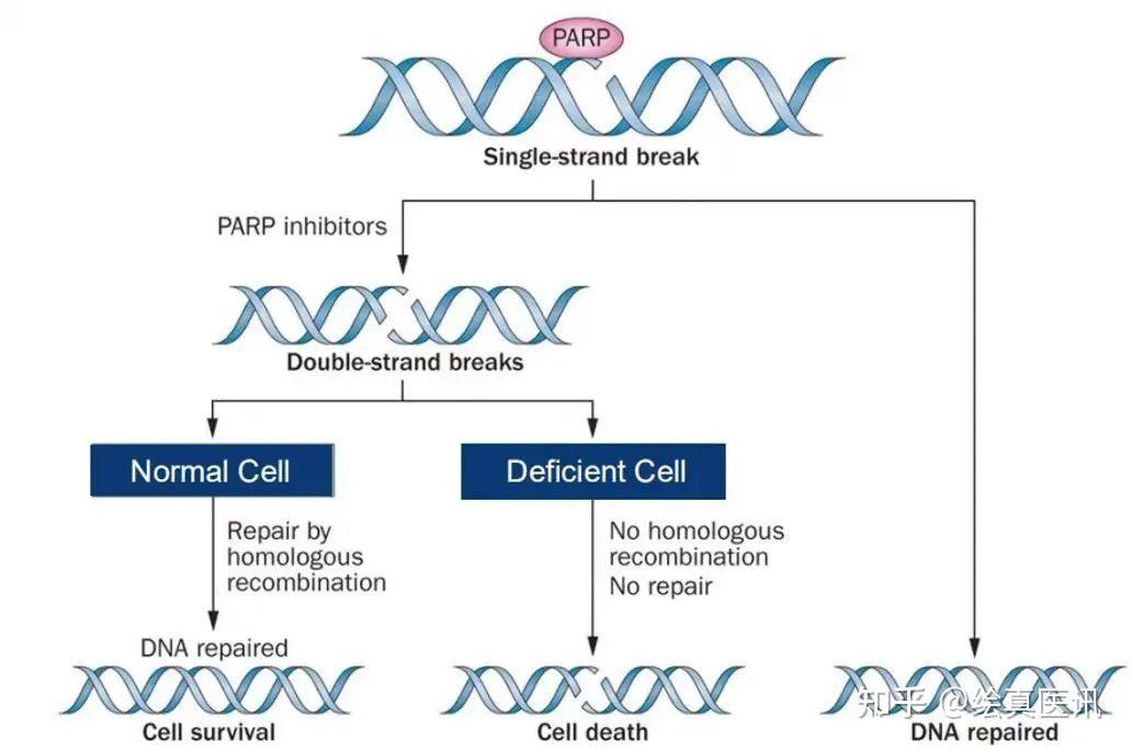 【绘真科普】同源重组修复缺陷（HRD）检测 - 知乎