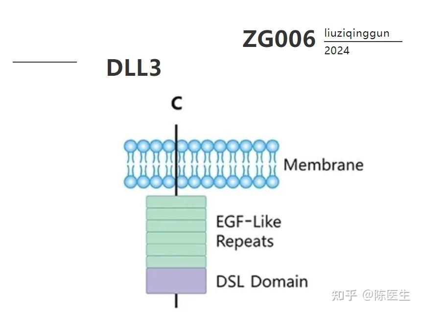 重磅来袭！ZG006：全球首创DLL3表达肿瘤三特异性抗体，低毒高效，小细胞肺癌与神经内分泌癌患者迎新曙光！ - 知乎
