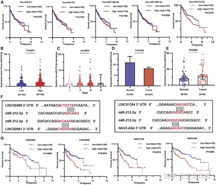 Myc相关ceRNA网络的构建揭示了肝细胞癌的预后特征 - 知乎