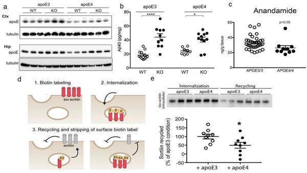 阿尔茨海默症“致病蛋白”APOE 新机制 | MedChemExpress - 知乎
