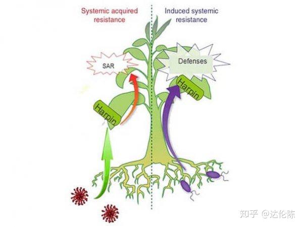 Harpin Proteins What Can They Do For Your rops - 知乎