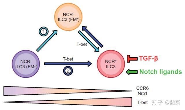 经典信号通路总结——Notch信号通路 - 知乎
