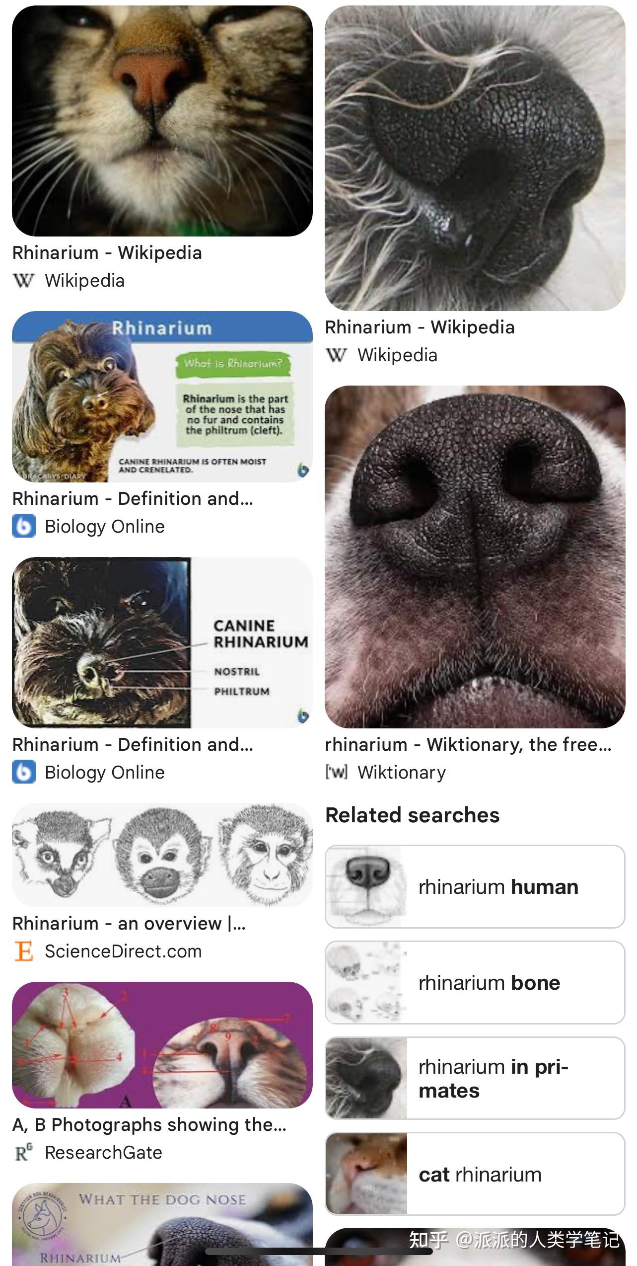 关于灵长类动物的那些事儿🙈🙉🙊 - 知乎