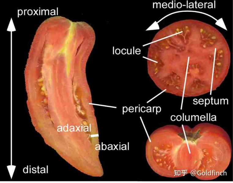 番茄的起源、传播、栽培育种及重要科研进展 - 知乎