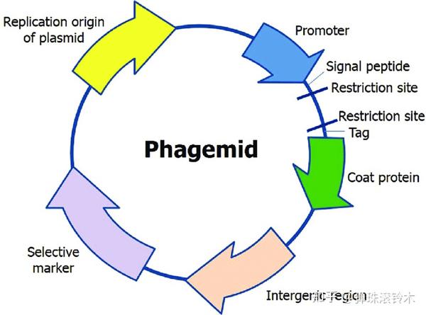 噬菌体展示 - 知乎