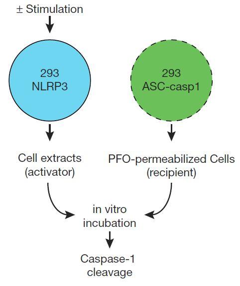 Nature丨陈志坚组解开困扰学界多年的关于NLRP3炎症小体激活之谜 - 知乎