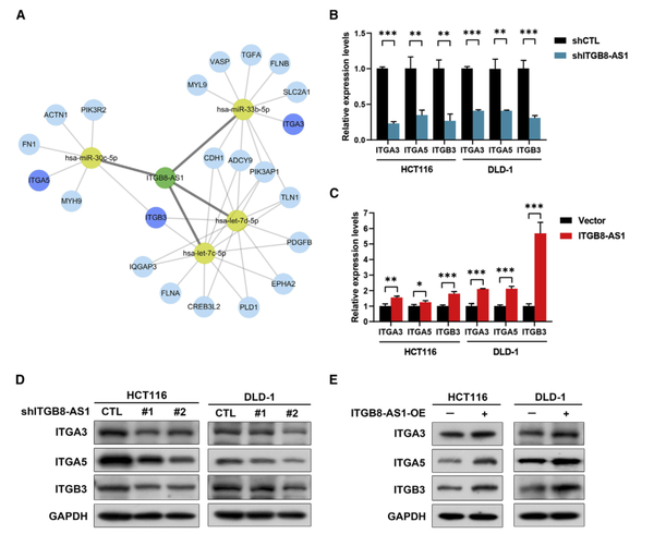 文献精读{IF＞10ceRNA海绵机制}：课题框架 - 知乎
