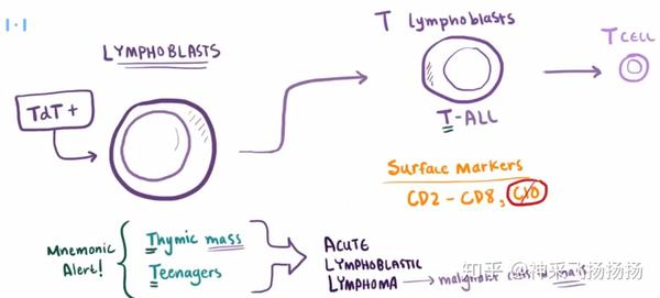 医学科普之急性白血病Acute Leukemia - 知乎
