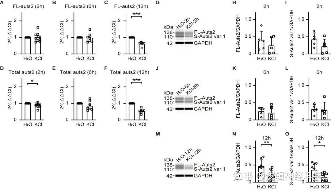 Mol Neurobiol︱向伟/肖乐团队揭示孤独症易感基因Auts2受到神经元活动调控的新机制 - 知乎
