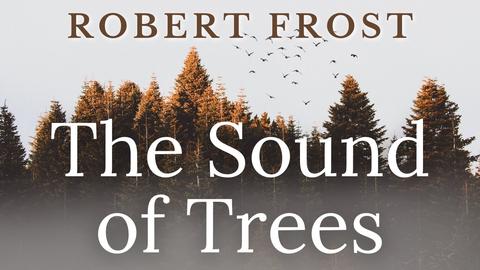 亲近自然的声音 The Sound of Trees - 知乎