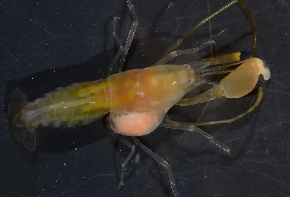 游完十公里，身上多了几只虫——这都是什么“shi”？（作者：暮晖熠熠） - 知乎