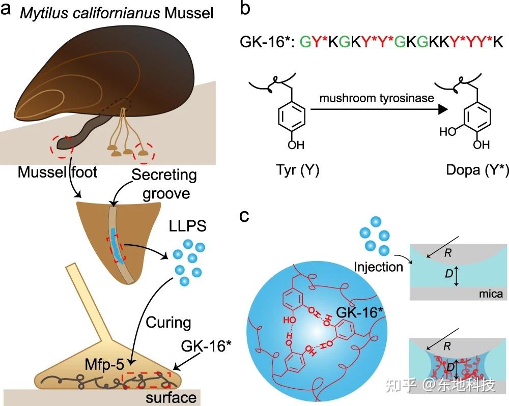 表面力仪分析贻贝衍生粘附肽的液-液相分离(LLPS) - 知乎