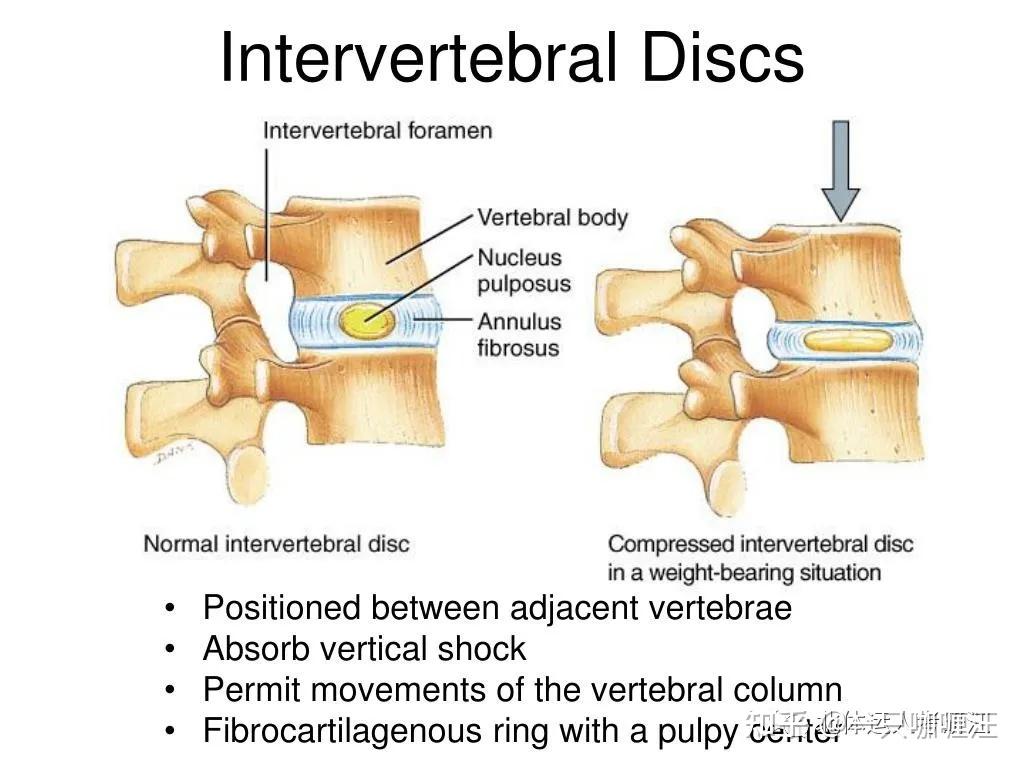 【北体运人考研·三个月带你学完解剖】Day10-脊柱 - 知乎