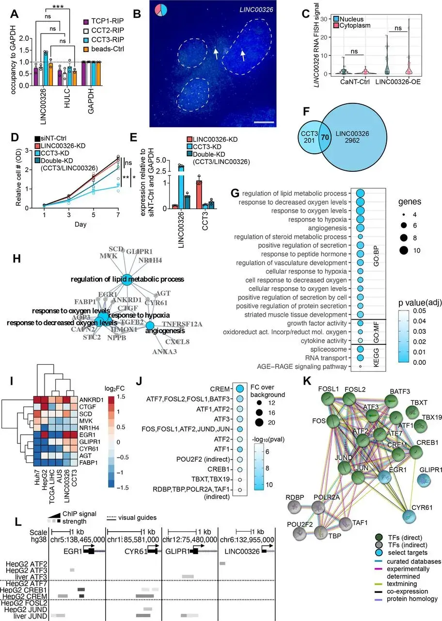 Gut | 高通量研究RNA结合蛋白-lncRNA相互作用，发现新的肝癌抑癌机理 - 知乎