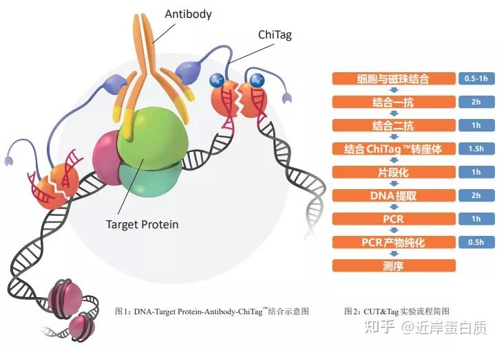 多篇文章解析CUT&Tag技术应用场景 - 知乎