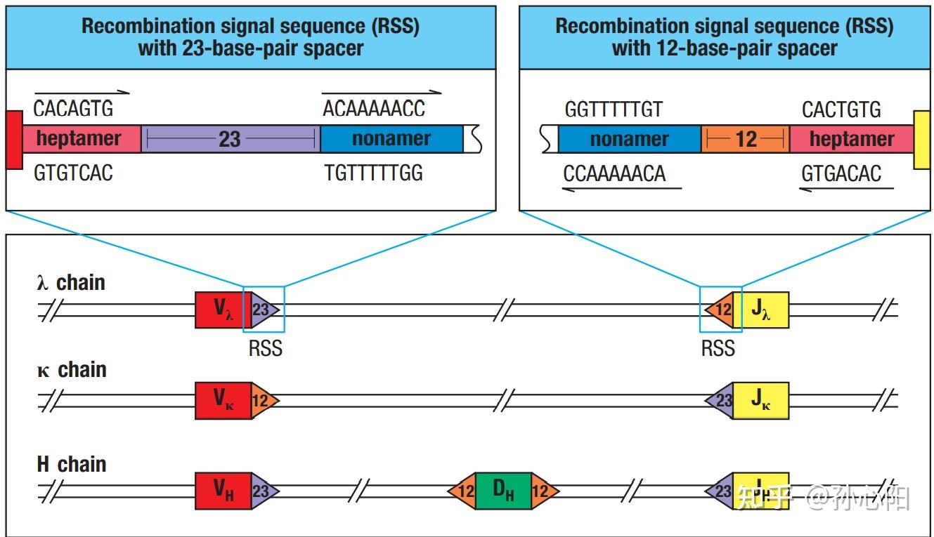 Chapt5: 淋巴细胞抗原受体的生成（一）免疫球蛋白基因重排 - 知乎