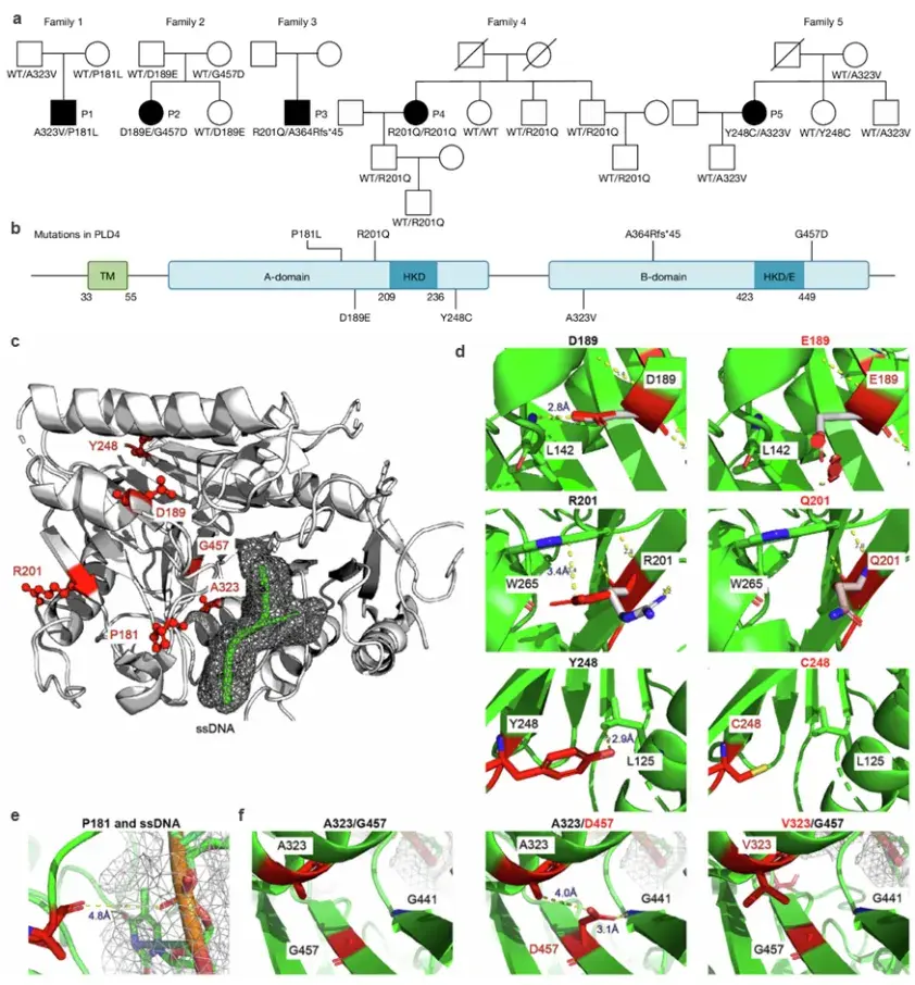 项目文章｜再添顶刊！Nature IF=48.5 单细胞测序助力PLD4缺陷驱动系统性红斑狼疮新机制研究 - 知乎