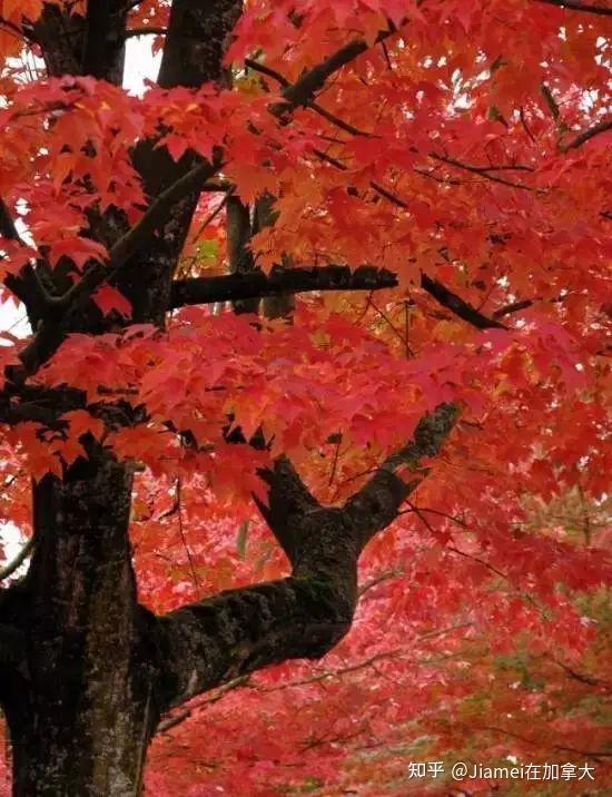 十月赏枫季｜加拿大绝美枫叶景色大盘点！ - 知乎